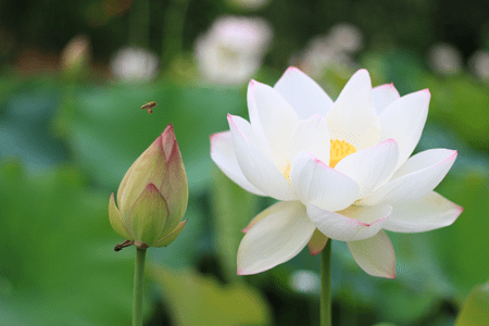Lotusblumen sind Wasserpflanzen - erfahren Sie hier mehr!